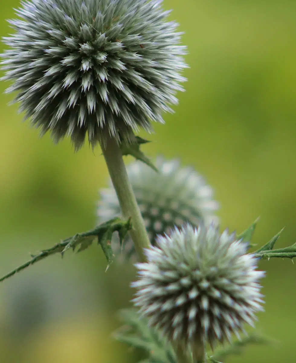 Hochzeitsblumen: Die schönsten Blumen für eure Hochzeit